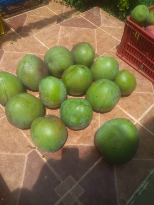 El mango más grande del mundo es santandereano - Ciudad Florida